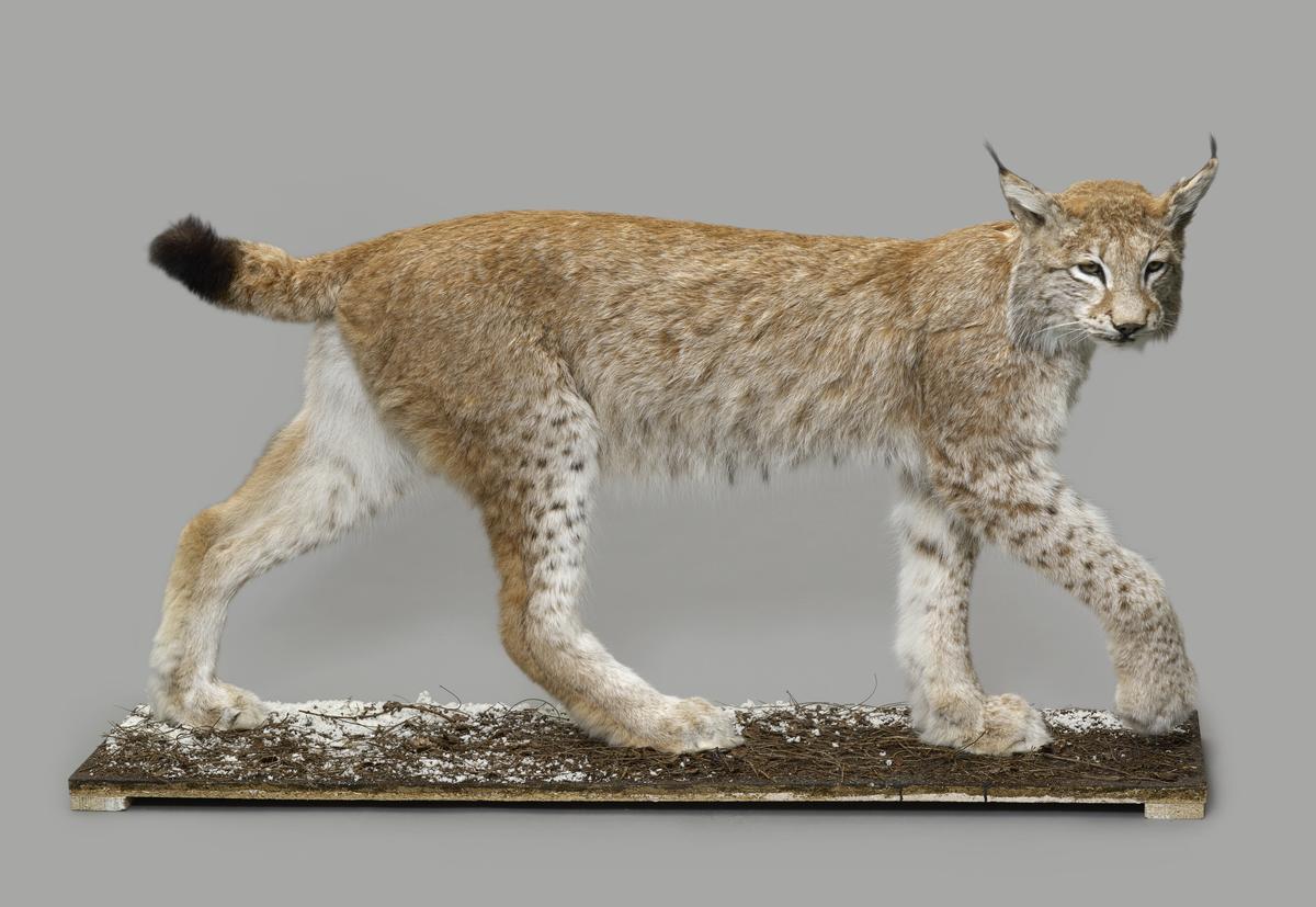 [A.2417] Lynx lynx : Lynx : Felidae : Carnivora : Mammalia :, Europe ...
