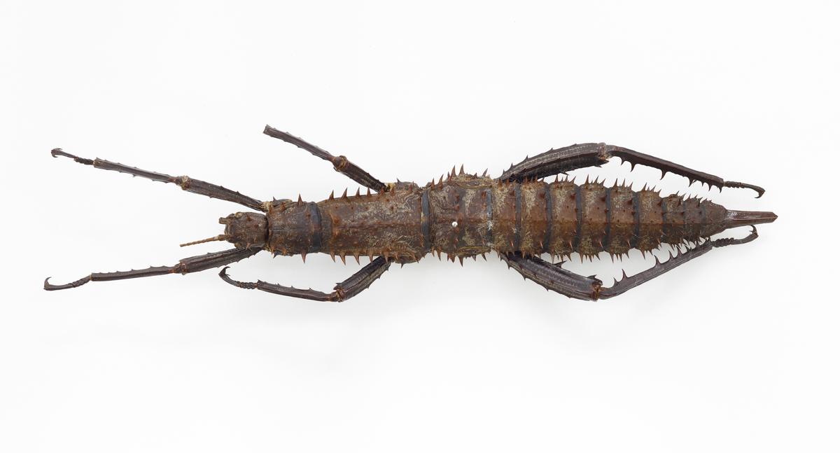 [F3224.24] Eurycantha horrida Boisduval, 1835 : Phasmatidae : Phasmida ...